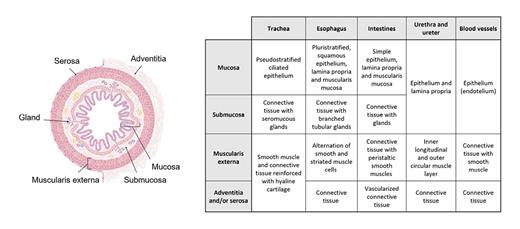 Tubular Bioartificial Organs: From Physiological Requirements to ...
