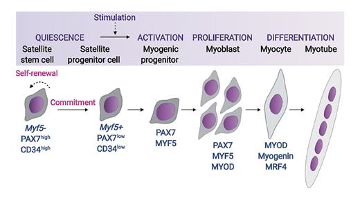 Empowering Muscle Stem Cells for the Treatment of Duchenne Muscular ...
