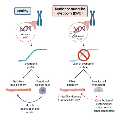 Empowering Muscle Stem Cells for the Treatment of Duchenne Muscular ...