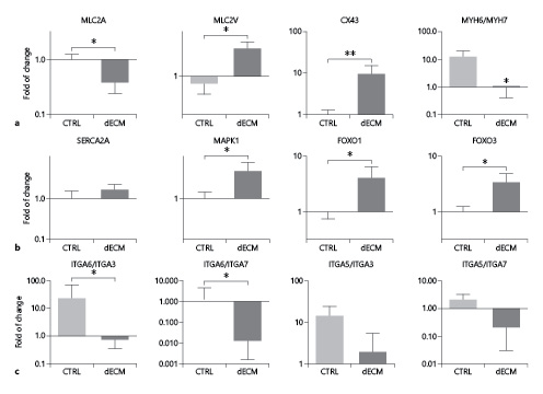 Decellularized Extracellular Matrix Powder Accelerates Metabolic ...