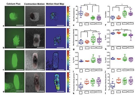 Controlling Morphology and Functions of Cardiac Organoids by Two ...