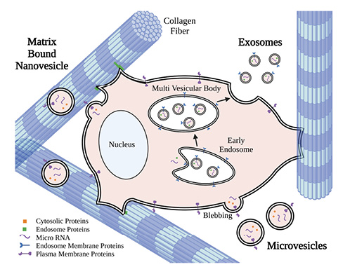 Matrix-Bound Nanovesicles: What Are They and What Do They Do? | Cells ...