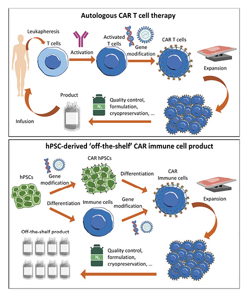 Adoptive Immunotherapy: A Human Pluripotent Stem Cell Perspective ...
