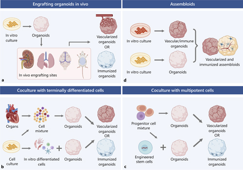 Give Them Vasculature and Immune Cells: How to Fill the Gap of ...