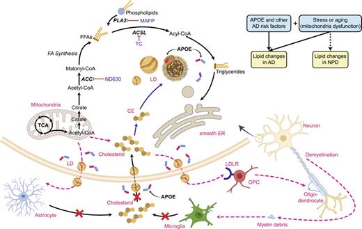 Brain Lipids and Lipid Droplet Dysregulation in Alzheimer’s Disease and ...