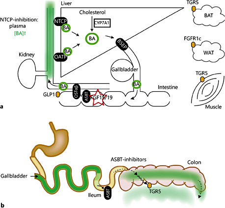 Bile Acid Uptake Transporters as Targets for Therapy | Digestive ...