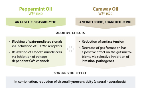 Menthacarin, a Proprietary Peppermint Oil and Caraway Oil Combination ...