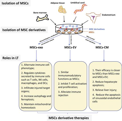Immunomodulatory Role of Mesenchymal Stem Cells in Liver Transplantation: Status and Prospects ...