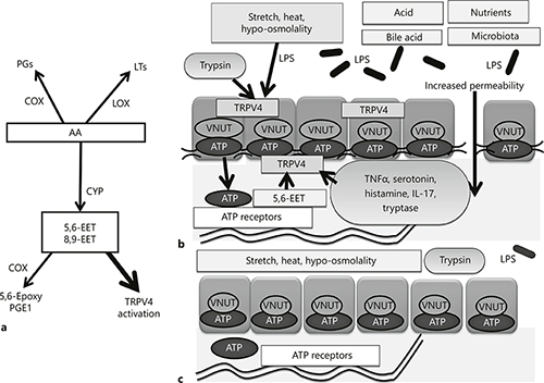 Transient Receptor Potential Vanilloid 4 Regulation of Adenosine Triphosphate Release by the ...