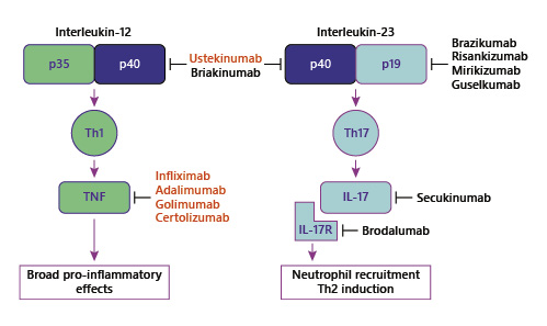 Emerging Treatment Options in Inflammatory Bowel Disease: Janus Kinases ...