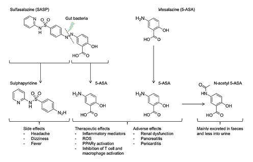 Significance of 5-Aminosalicylic Acid Intolerance in the Clinical ...