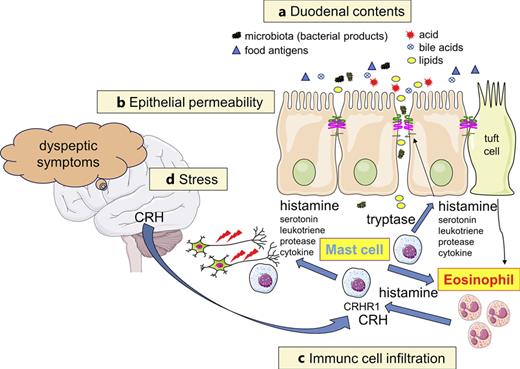 Functional Dyspepsia: Current Understanding and Future Perspective | Digestion | Karger Publishers