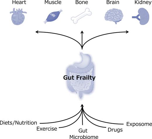 Gut Frailty: Its Concept and Pathogenesis | Digestion | Karger Publishers