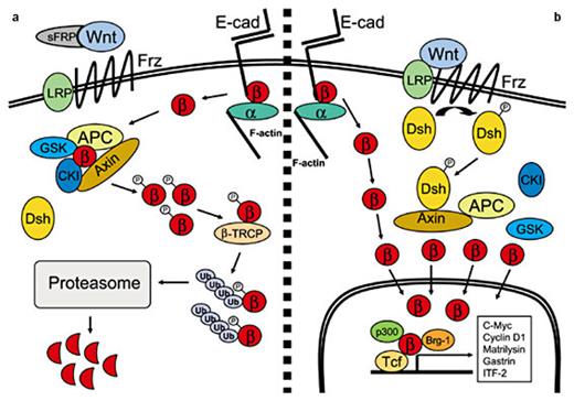 Wnt/Beta-Catenin/Tcf Signaling: A Critical Pathway in Gastrointestinal ...