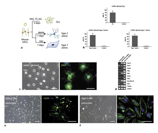 Rapid and Efficient Differentiation of Rodent Neural Stem Cells into ...
