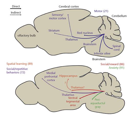 Abnormal Cerebellar Development in Autism Spectrum Disorders ...