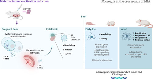 The Outcomes of Maternal Immune Activation Induced with the Viral Mimetic Poly I:C on Microglia ...