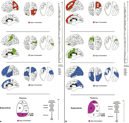 A Proposed Human Structural Brain Connectivity Matrix in the Center for ...