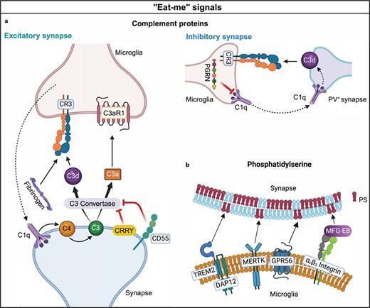 Synaptic Pruning by Microglia: Lessons from Genetic Studies in Mice ...