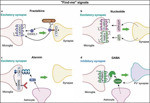 Synaptic Pruning by Microglia: Lessons from Genetic Studies in Mice ...