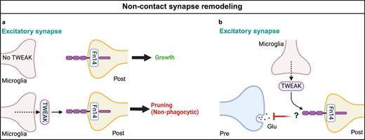 Synaptic Pruning by Microglia: Lessons from Genetic Studies in Mice ...