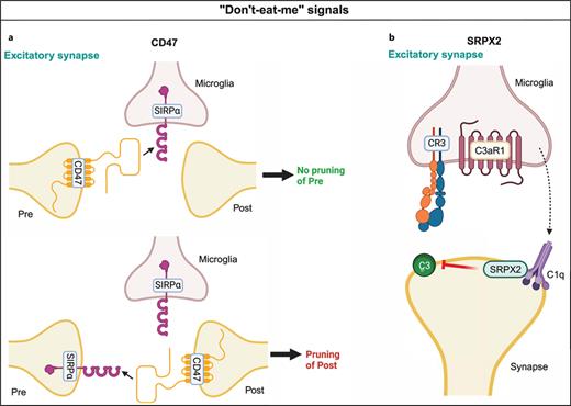 Synaptic Pruning by Microglia: Lessons from Genetic Studies in Mice ...