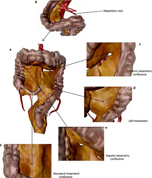 Mesenteric-Based Surgery Exploits Gastrointestinal, Peritoneal ...