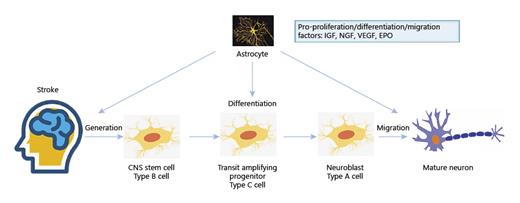 Function of Astrocytes in Neuroprotection and Repair after Ischemic ...