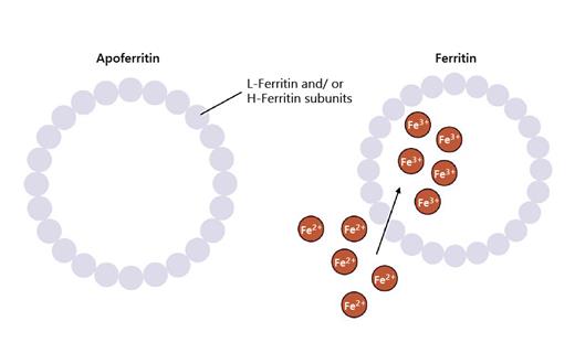 Ferritin and Neurotoxicity: A Contributor to Deleterious Outcomes for ...