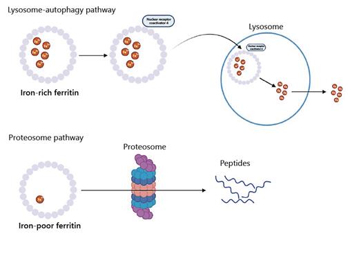 Ferritin and Neurotoxicity: A Contributor to Deleterious Outcomes for ...
