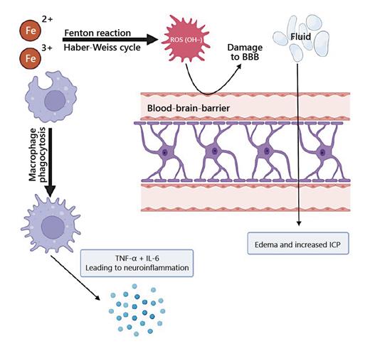 Ferritin and Neurotoxicity: A Contributor to Deleterious Outcomes for ...