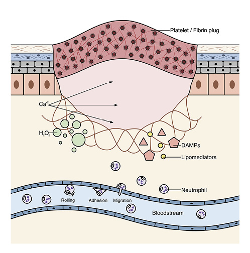 Skin Wound Healing: Of Players, Patterns, and Processes | European ...