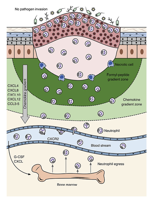 Skin Wound Healing: Of Players, Patterns, and Processes | European ...