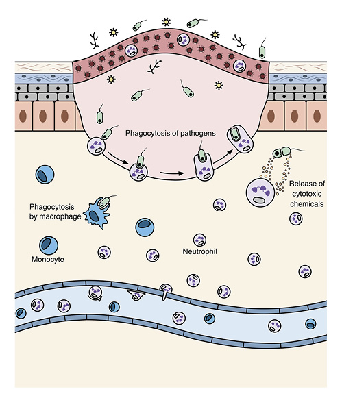 Skin Wound Healing: Of Players, Patterns, and Processes | European ...