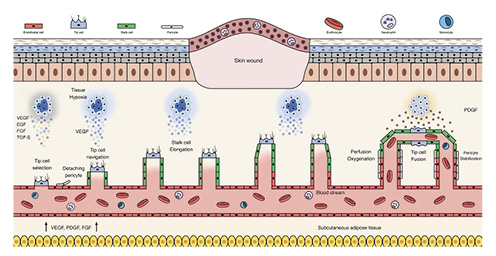 Skin Wound Healing: Of Players, Patterns, and Processes | European ...