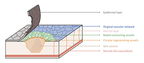 Skin Wound Healing: Of Players, Patterns, and Processes | European ...