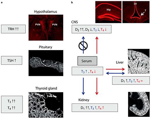 Understanding the Hypothalamus-Pituitary-Thyroid Axis in Mct8 Deficiency | European Thyroid ...