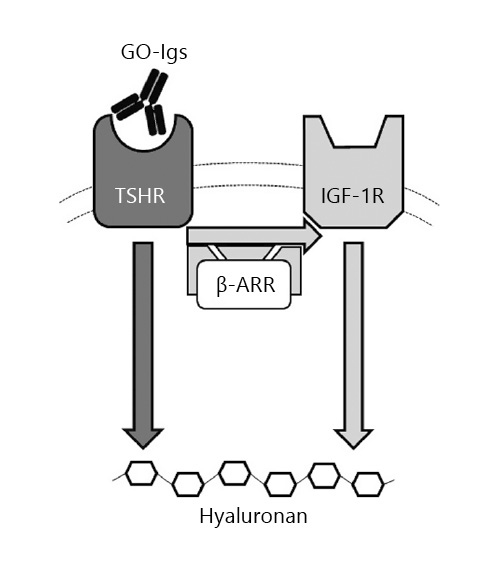 Targeting TSH and IGF-1 Receptors to Treat Thyroid Eye Disease ...