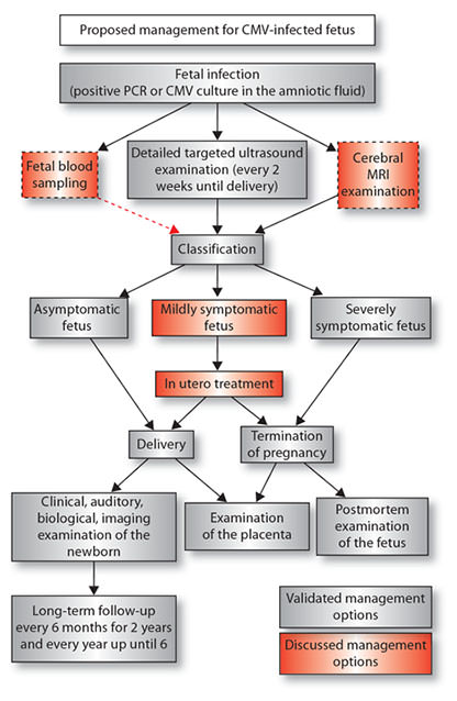 Management of Pregnancies with Confirmed Cytomegalovirus Fetal ...