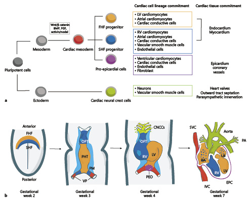 The Transitional Heart: From Early Embryonic and Fetal Development to ...
