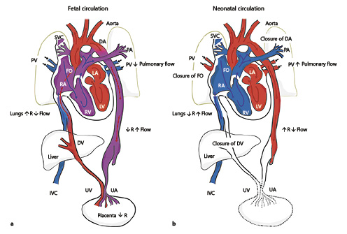 The Transitional Heart: From Early Embryonic and Fetal Development to ...