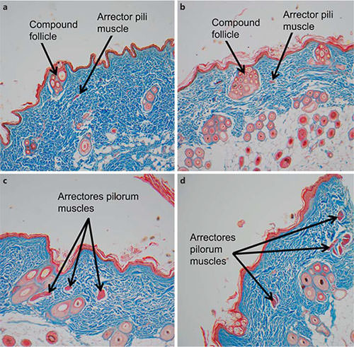 The Role of Piloerection in Primate Thermoregulation | Folia ...