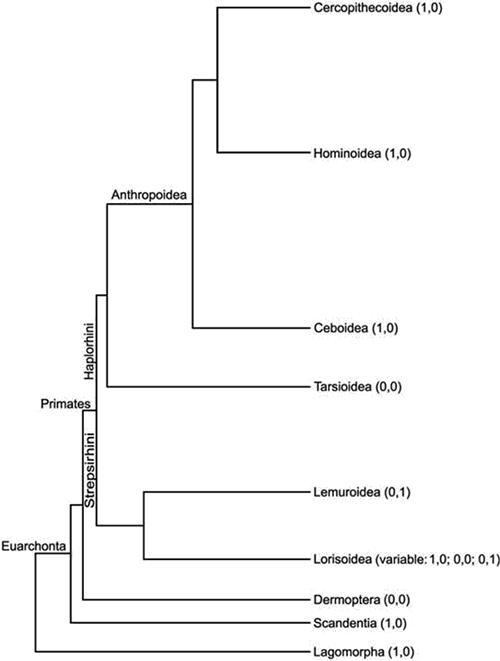 The Role of Piloerection in Primate Thermoregulation | Folia ...