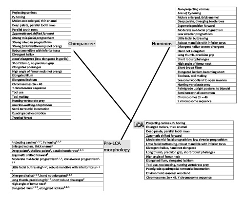Last Common Ancestor of Apes and Humans: Morphology and Environment ...