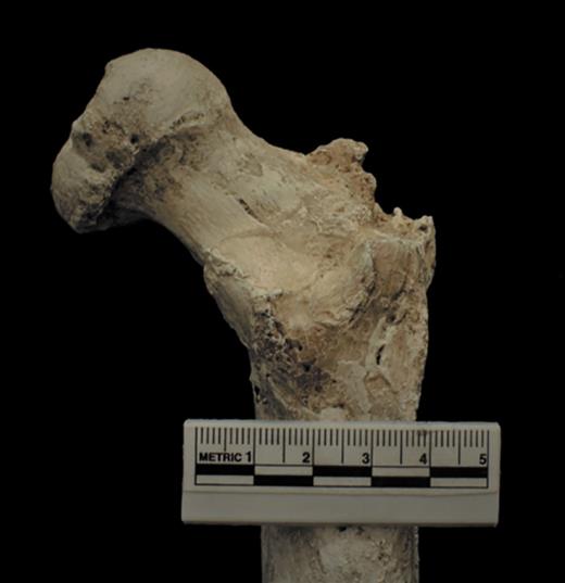 StW 573 Australopithecus prometheus: Its Significance for an ...