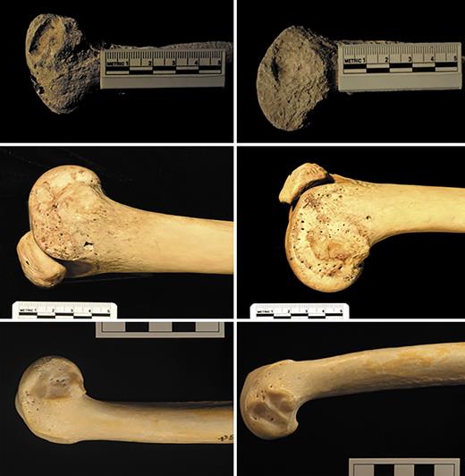 StW 573 Australopithecus prometheus: Its Significance for an ...