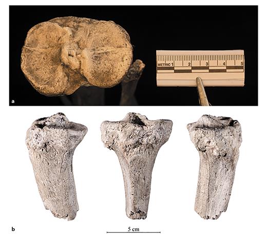 StW 573 Australopithecus prometheus: Its Significance for an ...