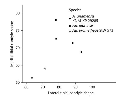 StW 573 Australopithecus prometheus: Its Significance for an ...