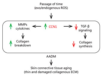 Role of Age-Associated Alterations of the Dermal Extracellular Matrix ...