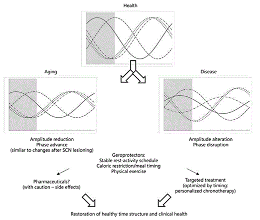 Chronobiology of Aging: A Mini-Review | Gerontology | Karger Publishers